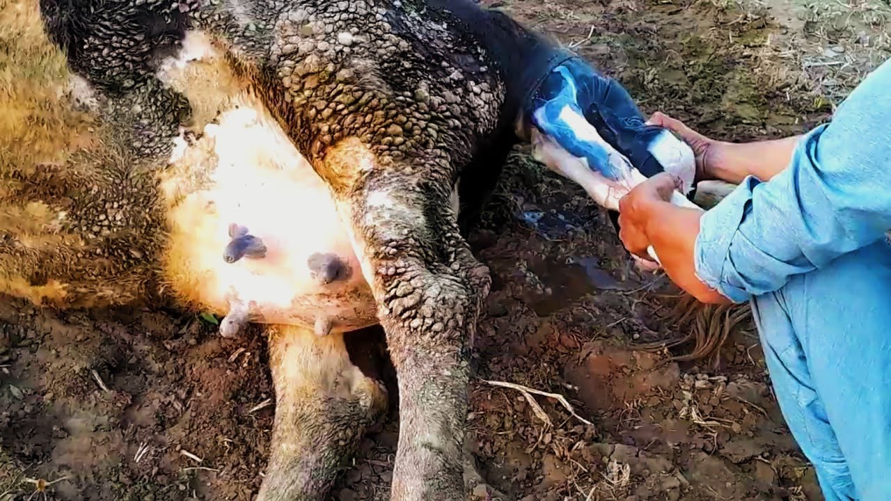 Miracle of nature ️ Cow giving birth | Baby Calf being born | Cow birth ...