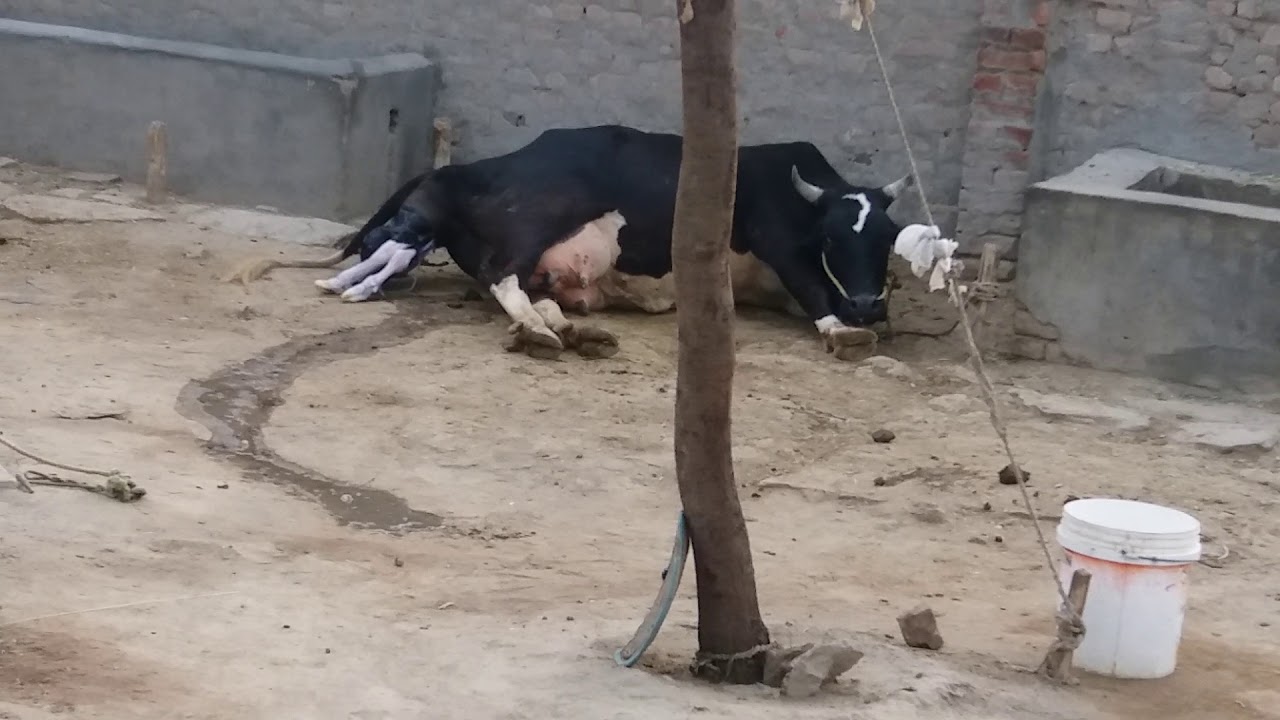 Cattle Approaching Signs of Parturition (Giving Birth) Part 2 - YouTube