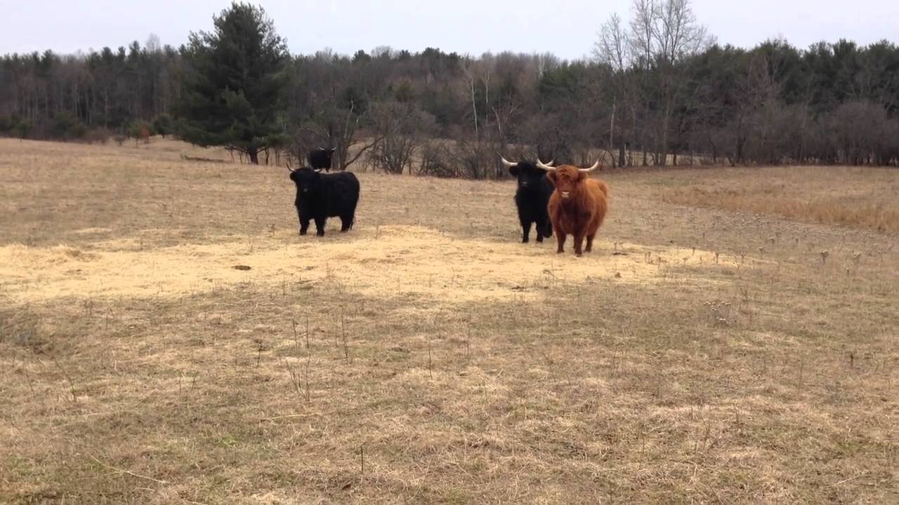 Bucking cows - YouTube