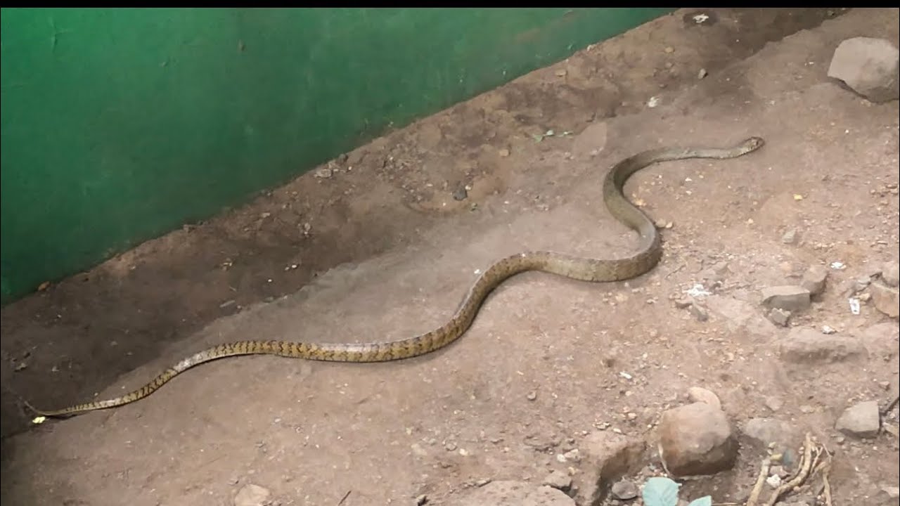 Snakes Rat Snake Very long snake and lots of snakes HIDDEN#sanke# ...