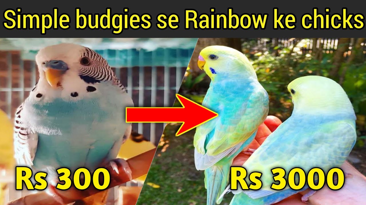 How to produce rainbow budgies | simple budgies se rainbow budgies ...