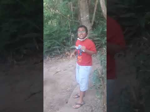 Juju e Gulan em uma Aventura na Floresta