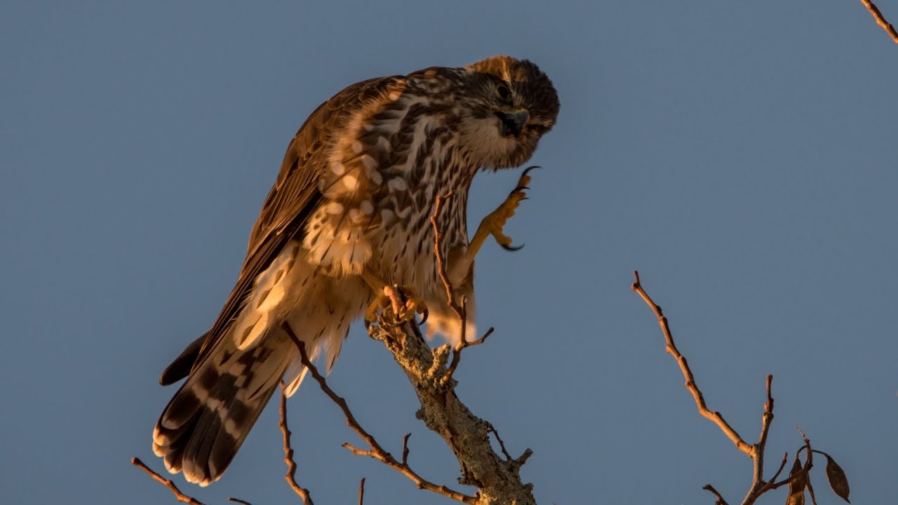 Beautiful Female Merlin in the morning sunrise 4K Ultra HD Nature # ...