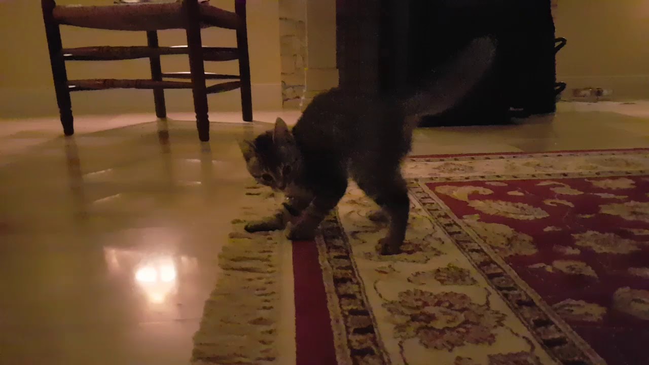 Mayka the cat think she is a ninja - YouTube