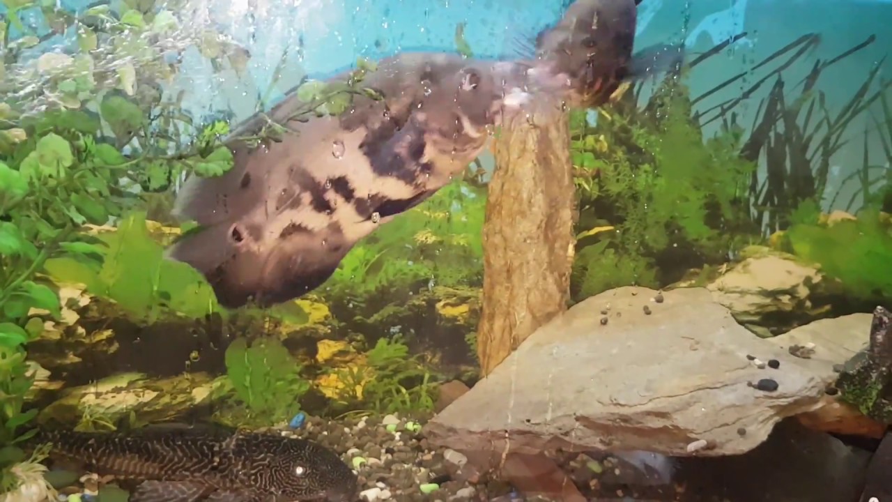 Riba Oskar Borba - YouTube