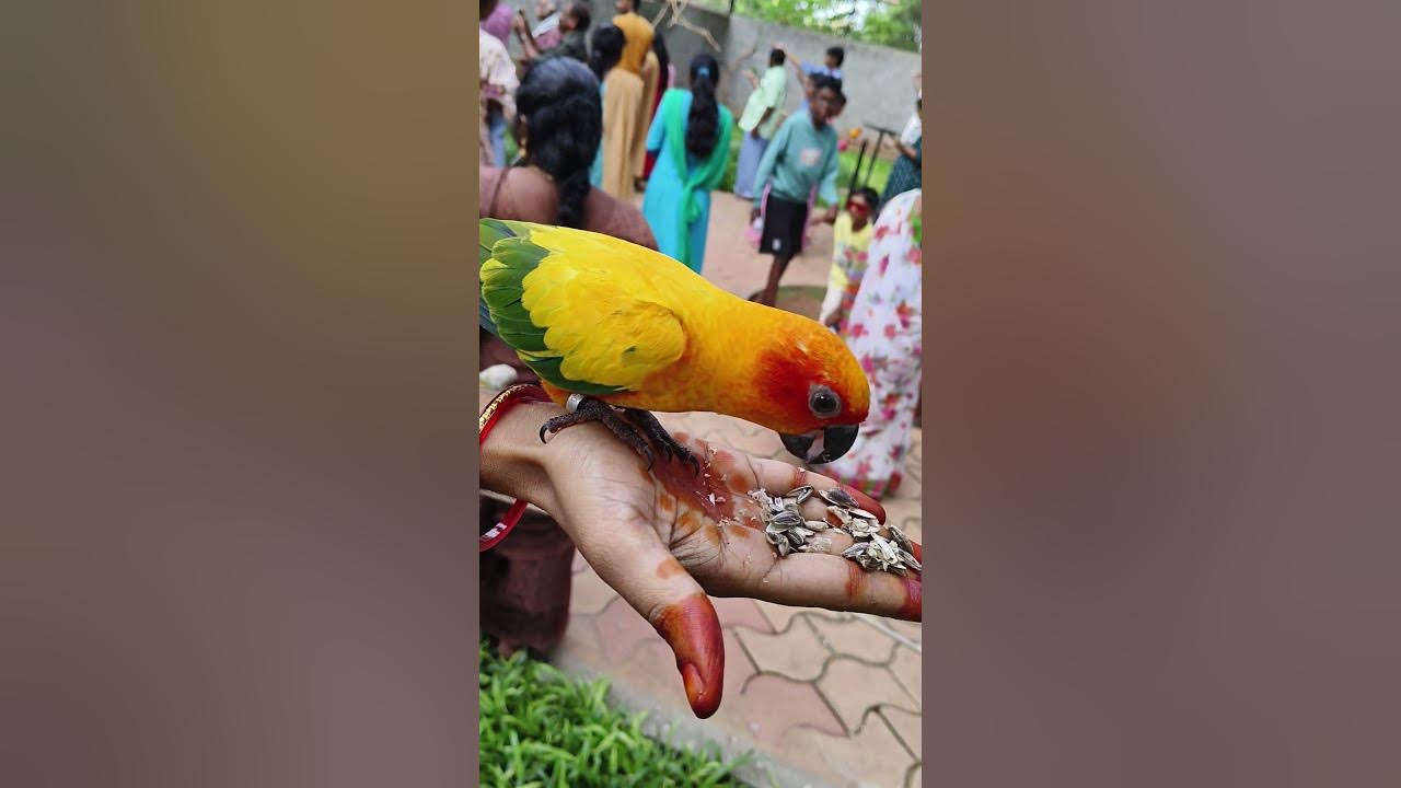 Unveiling the Avian Wonders - YouTube