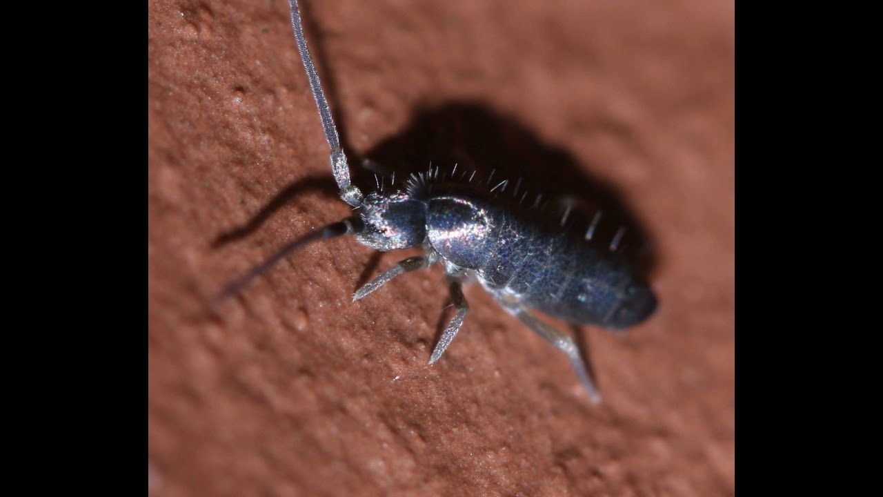 Collecting Cave Springtails and Their Food Source - YouTube