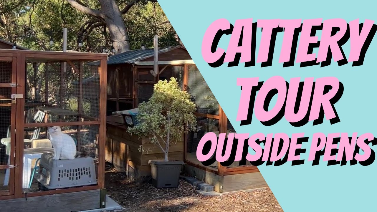 Want to see my Cattery Setup? Part 2 - YouTube