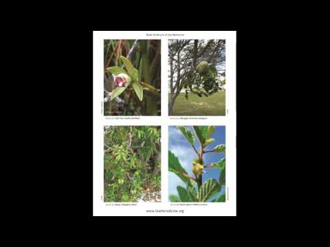 BMB Color Plates page curl 2 sec854x4801'44''+URL+BookTitleYouTube only ...