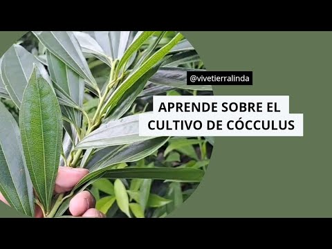 Aprende un poco sobre el cultivo de follajes cócculus o coculo 🌱💶 usado ...