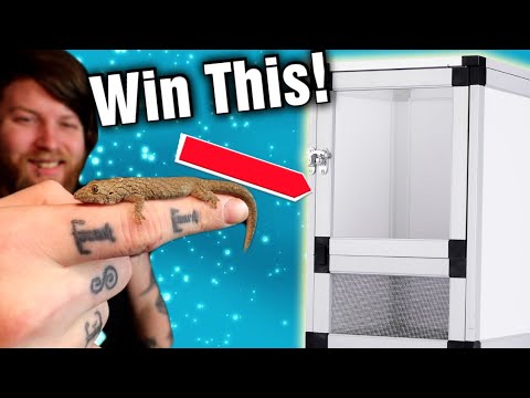We Found The Perfect Micro Gecko Enclosure & You Can Win A Free One ...