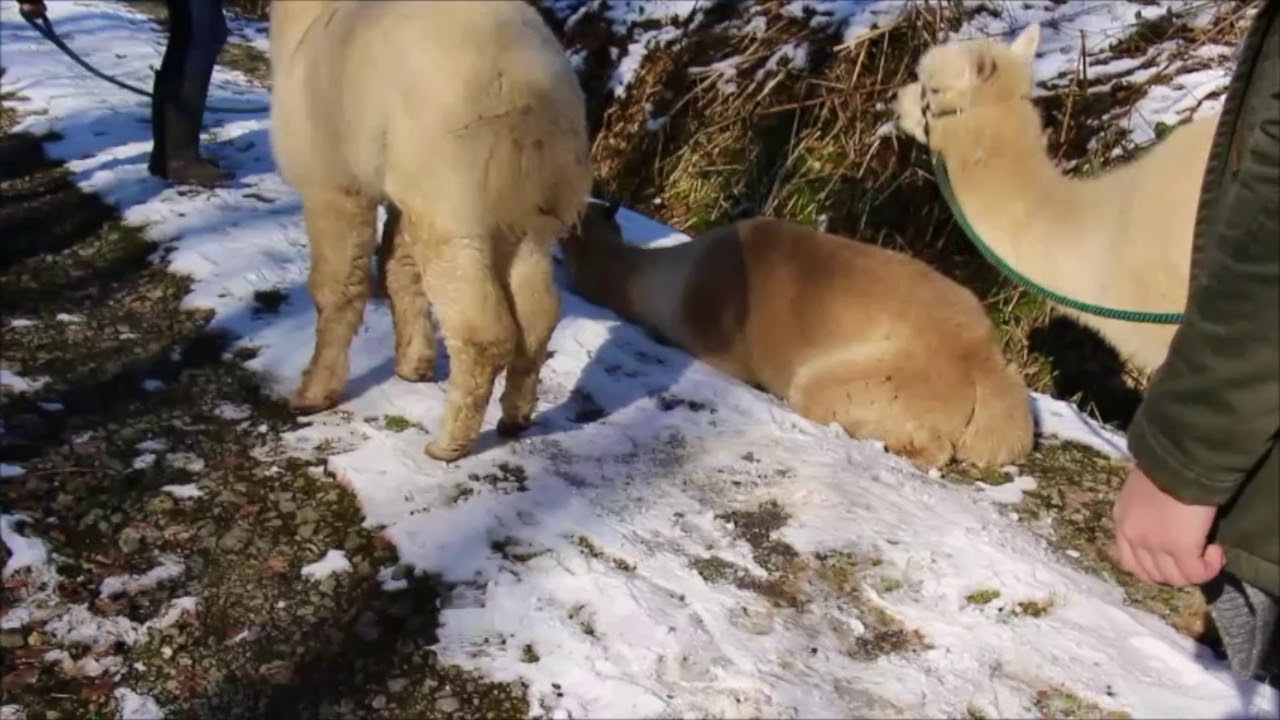 So süß! Die Alpaka- Tour in Heidelberg - YouTube