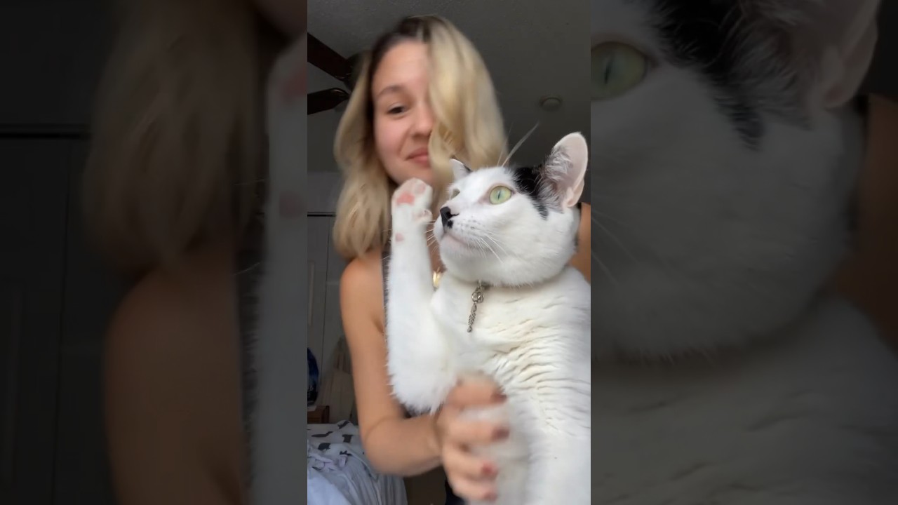 Original kitler cat - YouTube