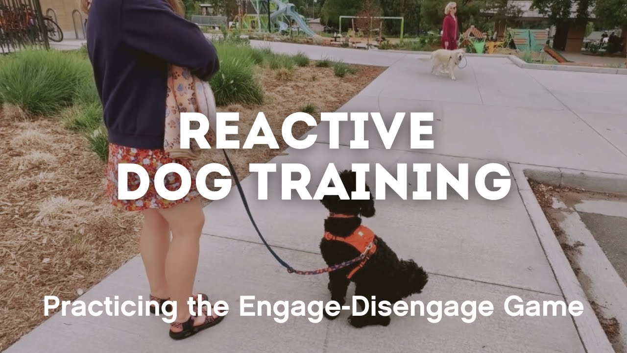 Reactive Dog Training: Practicing the "Engage-Disengage" Game - YouTube