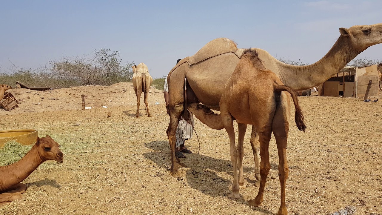 Camel milking, 100% pure, no addittives - YouTube