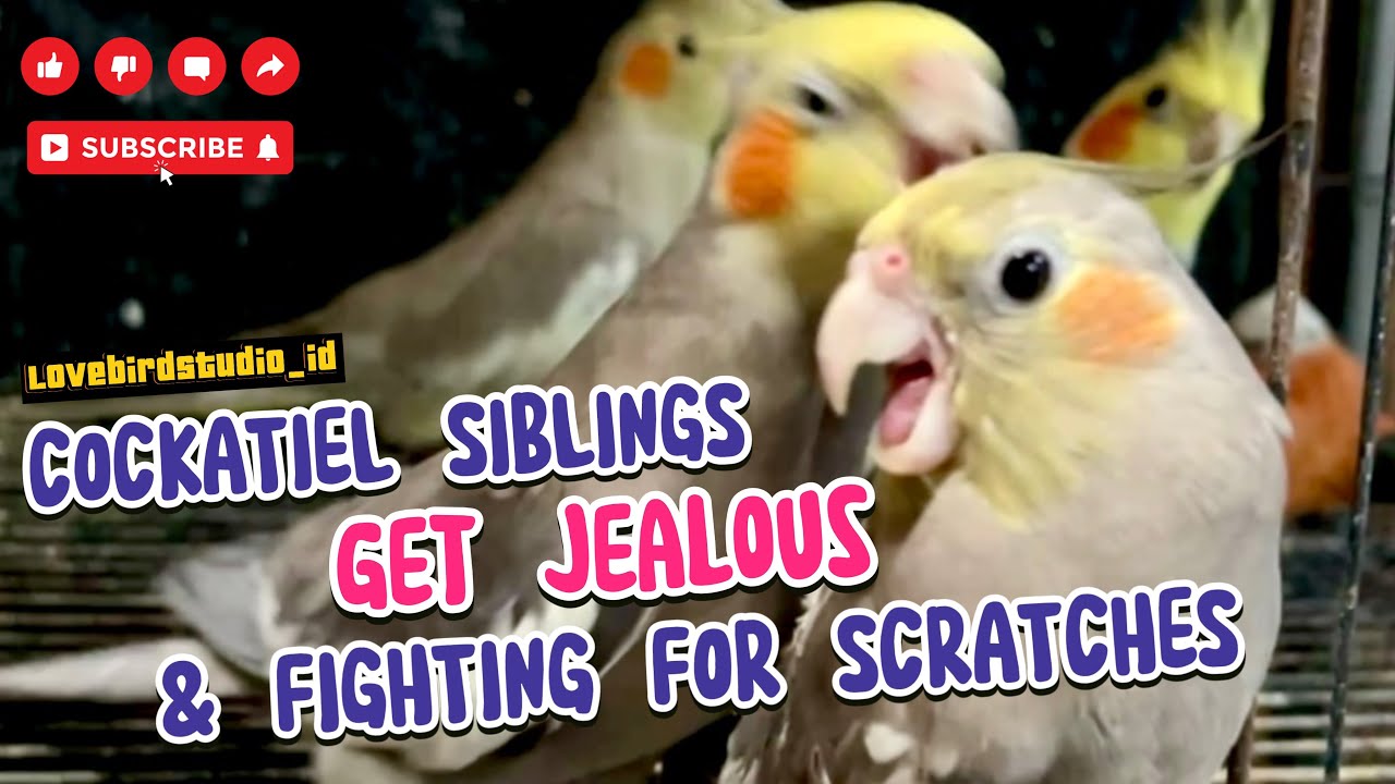 COCKATIEL Siblings get JEALOUS & FIGHT for SCRATCHES #cockatiel # ...