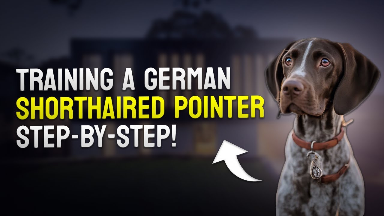 Training a German Shorthaired Pointer: Step-by-Step! 🐶 - YouTube