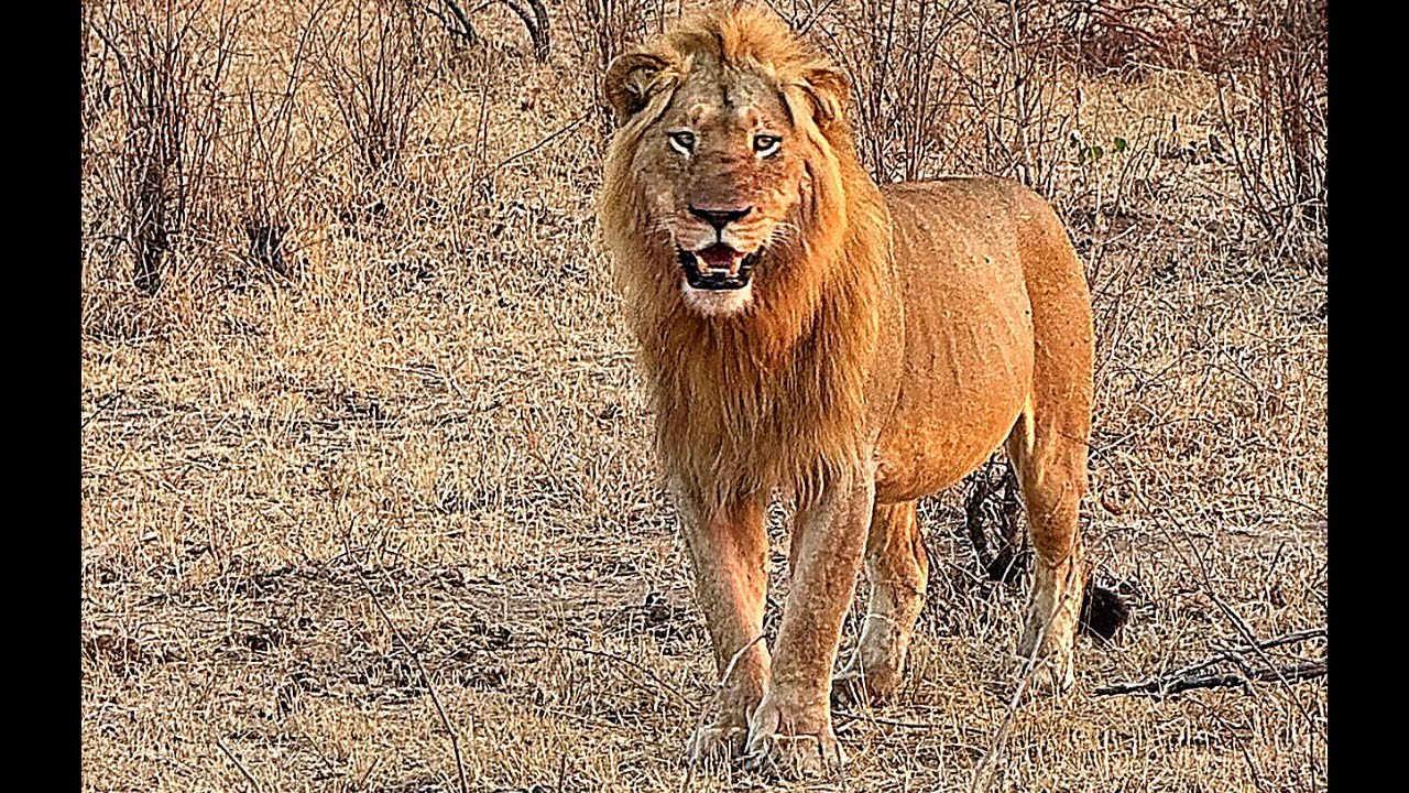 Young Styx Male Lion with his beloved K12 Lioness | Beautiful Lion ...