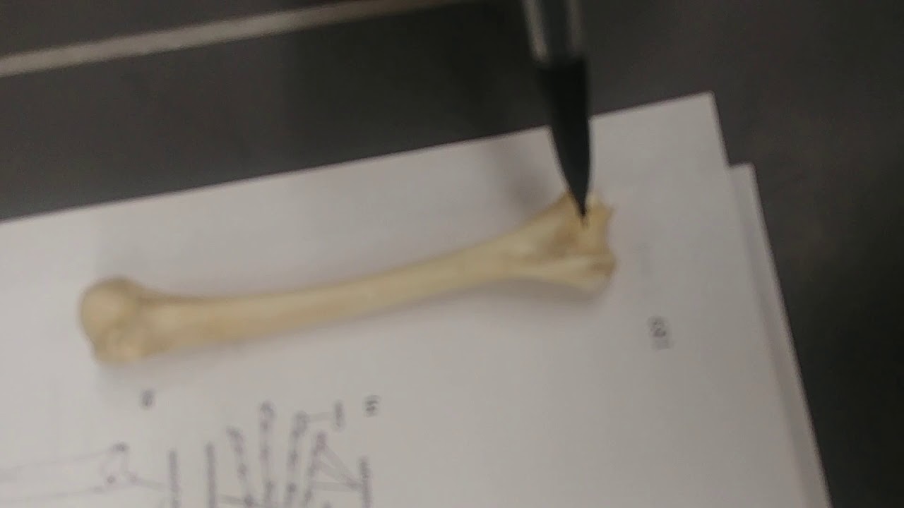 Cat Humerus - YouTube