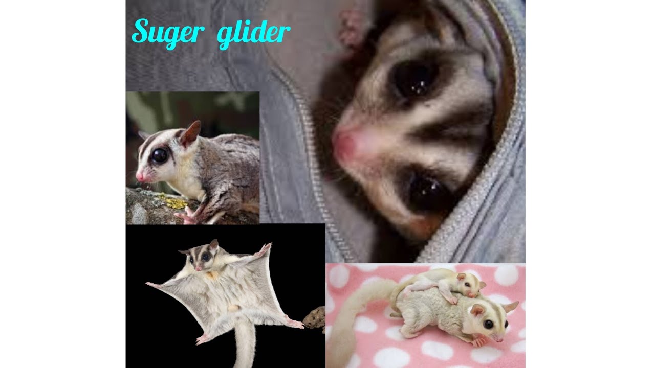 suger glider pair for sale Exotic pets#pets #animals #trendingshorts ...
