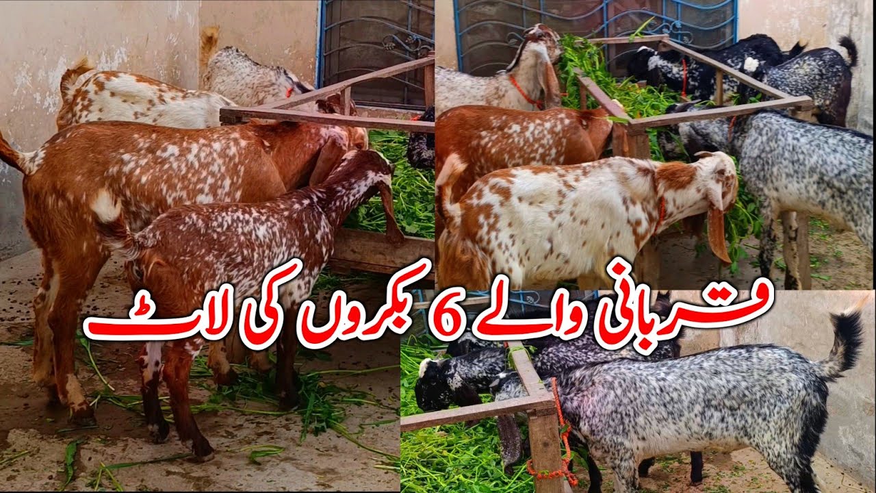 Qurbani Waly 6 Bakroo ke laat | 2 dant bakray | goats for sale in ...