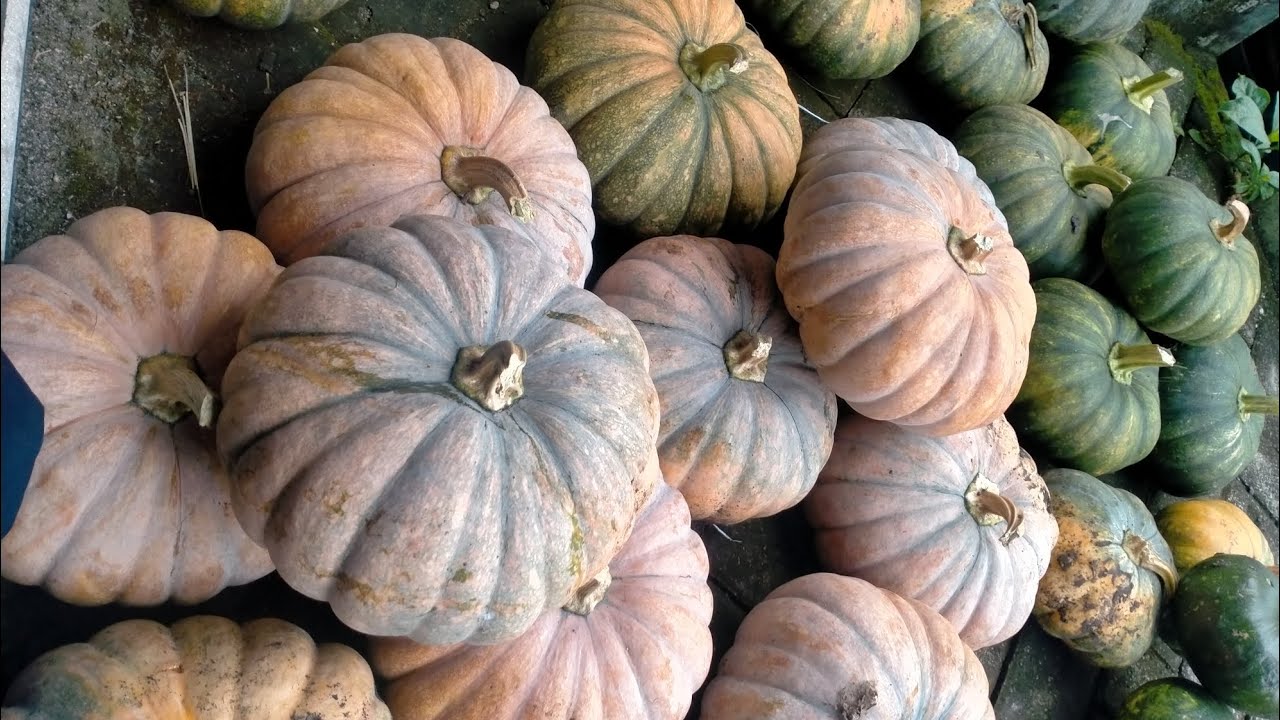 Panen Waluh|| Menanam Waluh ||Berkebun Waluh #waluh #pumpkin - YouTube