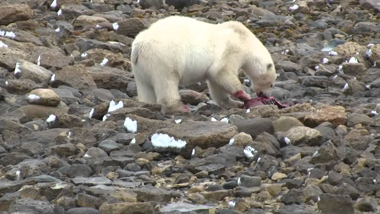 ijsbeer eet zeehond - YouTube