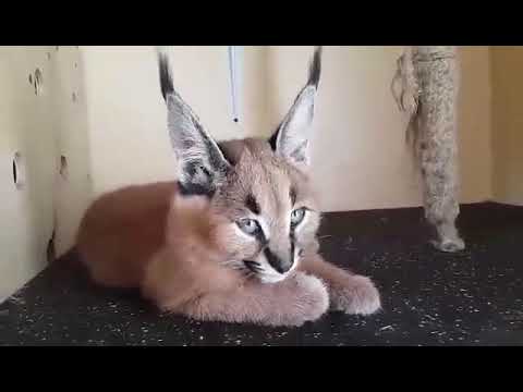 Caracal kitten karakulak kedisi