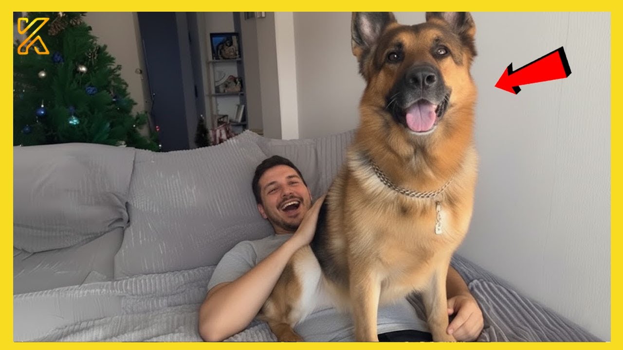 🐶 You Will Die Laughing at These Hilarious German Shepherd Dogs 🤣 Funny ...