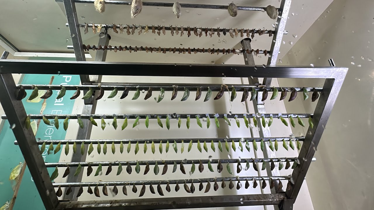 The Cocoon at Entopia, Penang (Part 1) - YouTube