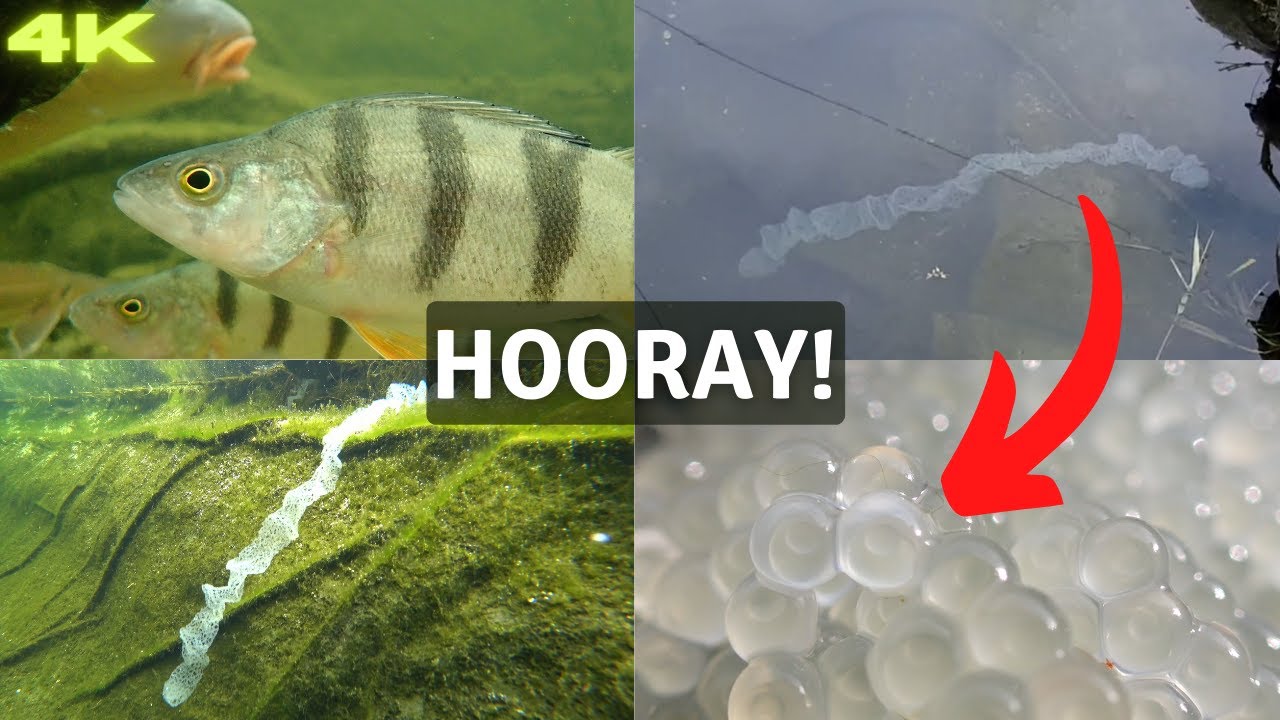 PERCH SPAWN! :-) Spawning in a GARDEN pond SUCCEEDED! - YouTube