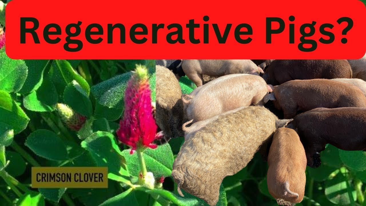 Can Pastured Pigs Be Regenerative? - YouTube