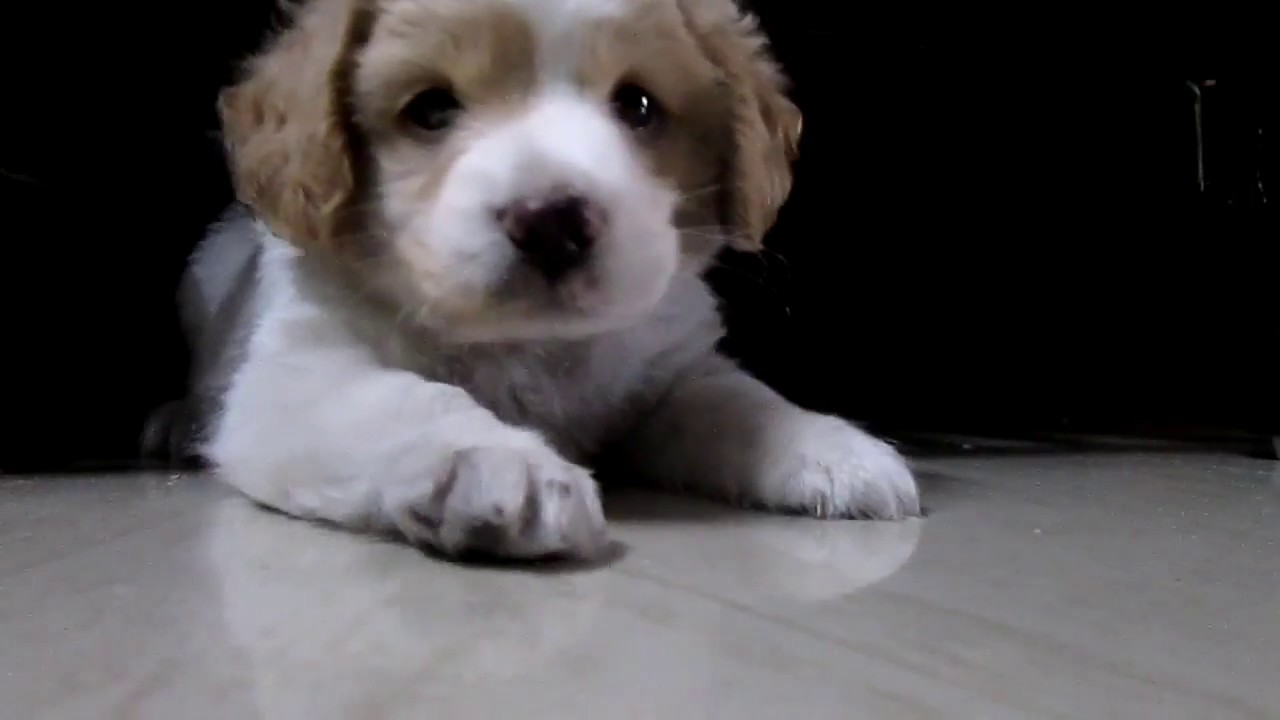 A Puppy Playing With Paper and Biting Things | Seema Vijayi | USA - YouTube
