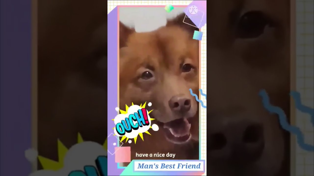 Choco the Dog #manbestfriend #pet #shorts #dogs #animals #funny # ...