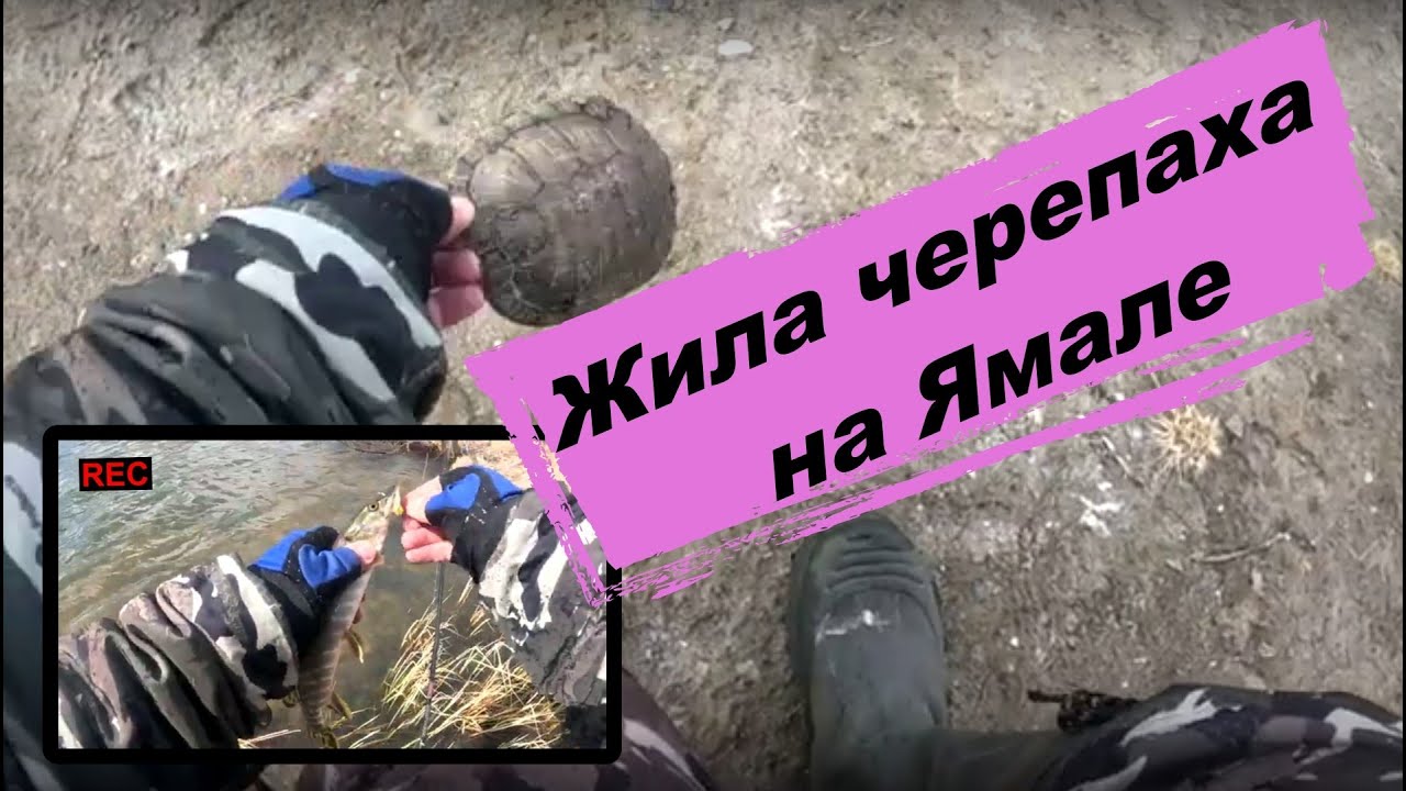 Мой первый выход 2024. Жила была черепаха. - YouTube