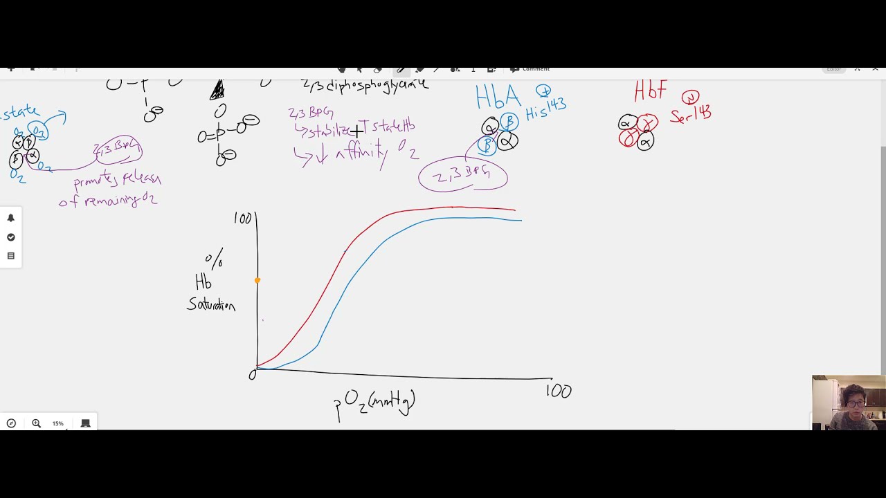 Fetal Hemoglobin Vs Adult Hemoglobin 2 3 BPG How A Fetus Gets Its