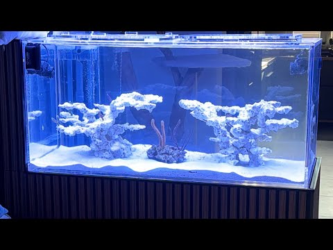Befüllen Raumteiler Blackreef und erste sps ziehen ein 