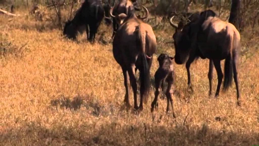 ANIMAIS SELVAGENS ANGOLA 2ª parte - YouTube
