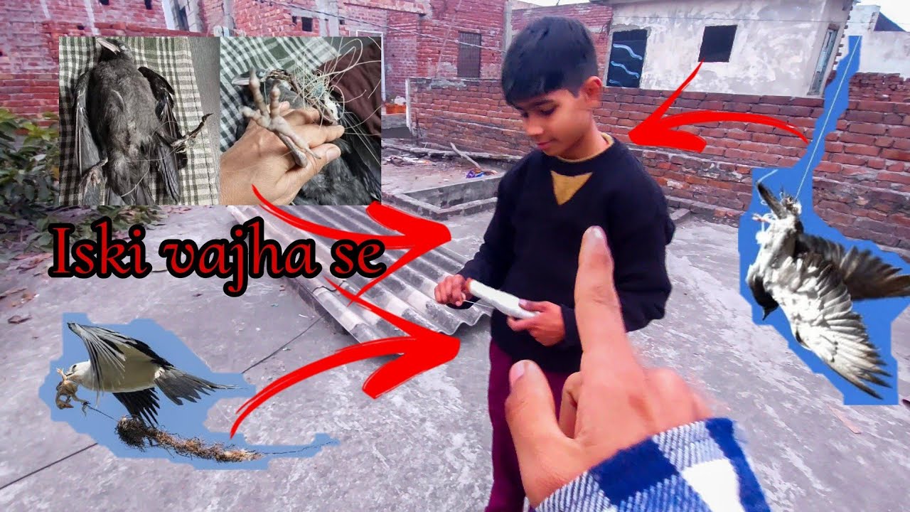 iski vajha se birds and human marte hai😡|| #viral #viralvideo #vlog ...