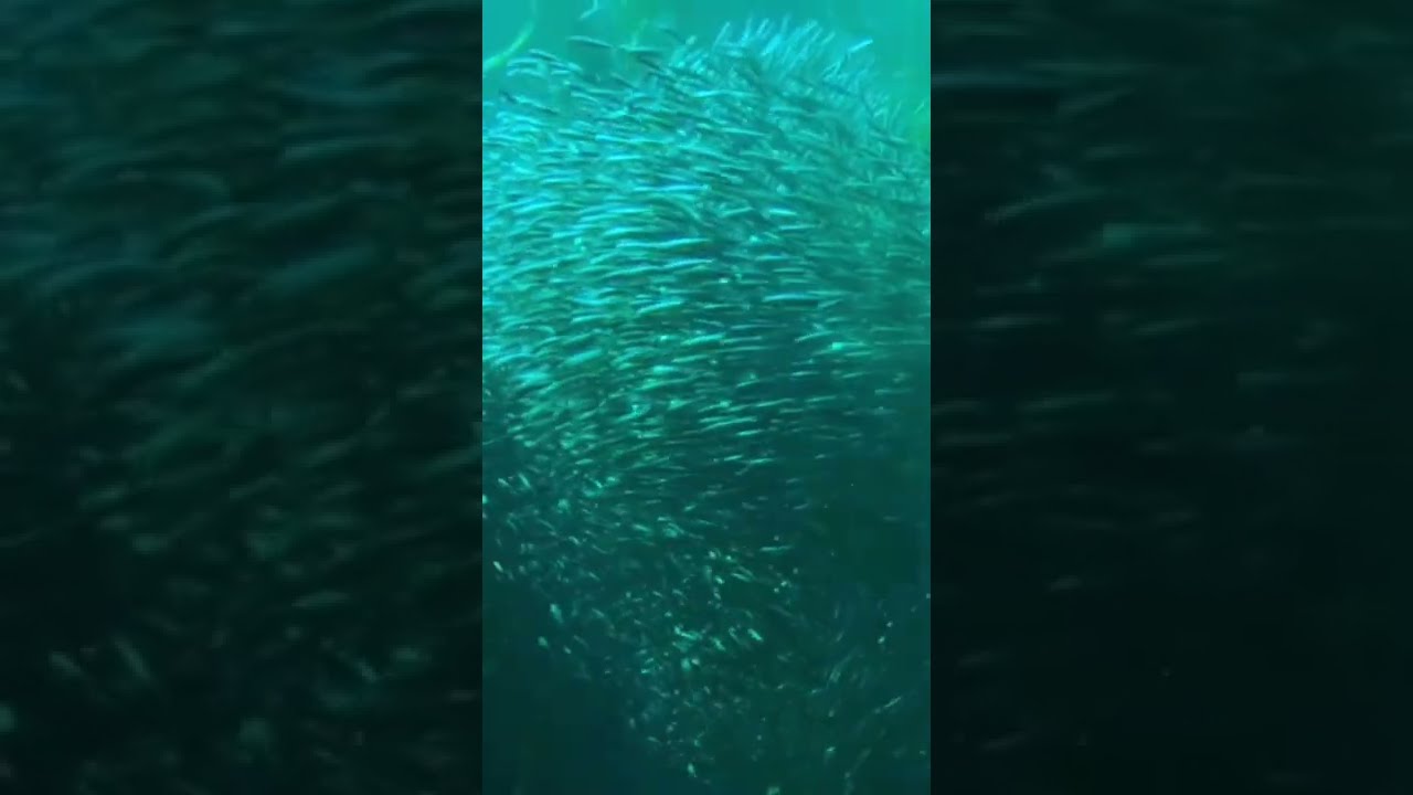 TUNA TORNADO -Huge Swarm of jack Fish Dwarf Scuba 🤿 driver - YouTube