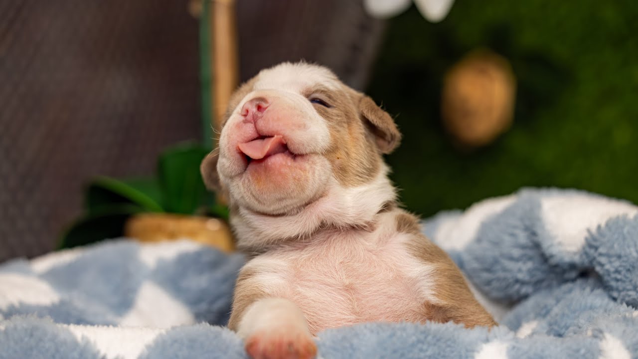 Two week puppy update and photoshoot! - YouTube