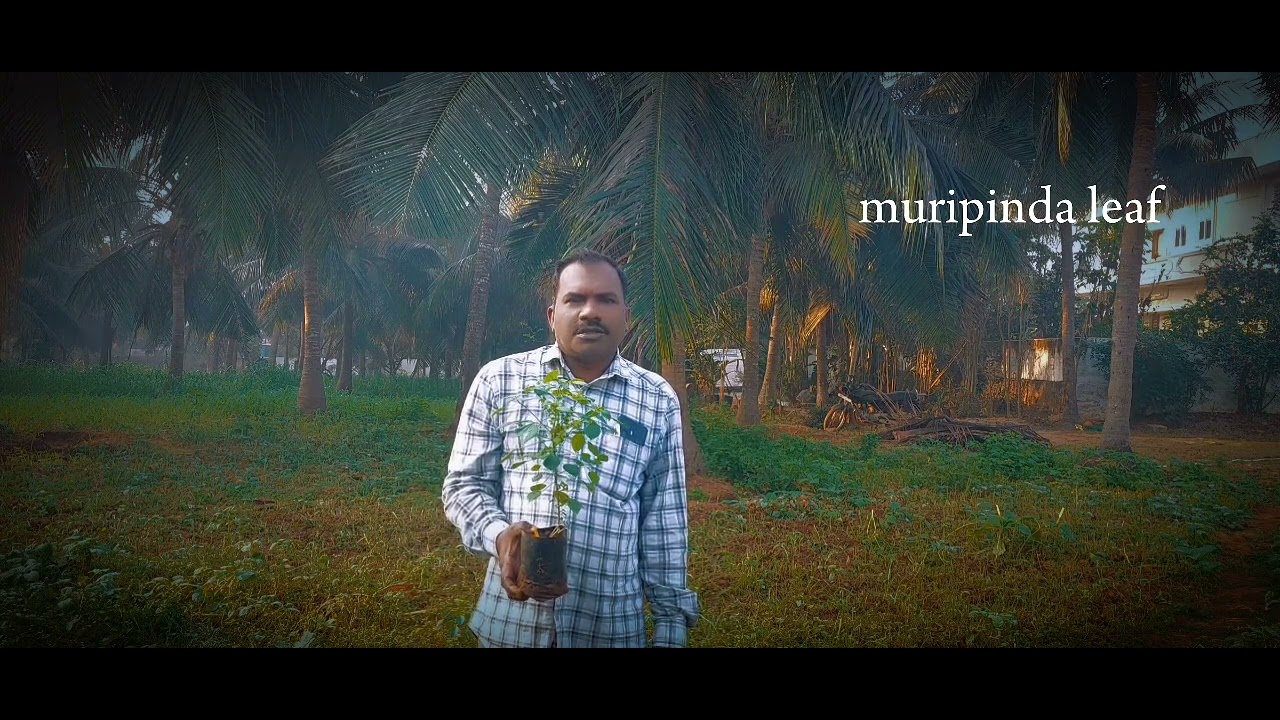 Rajakoduru Rambilli village - YouTube