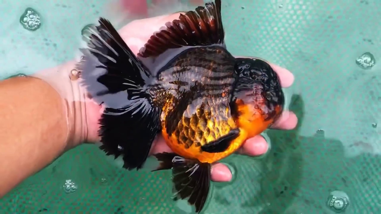 Goldfish kingdom ️💕 Beautiful oranda - YouTube