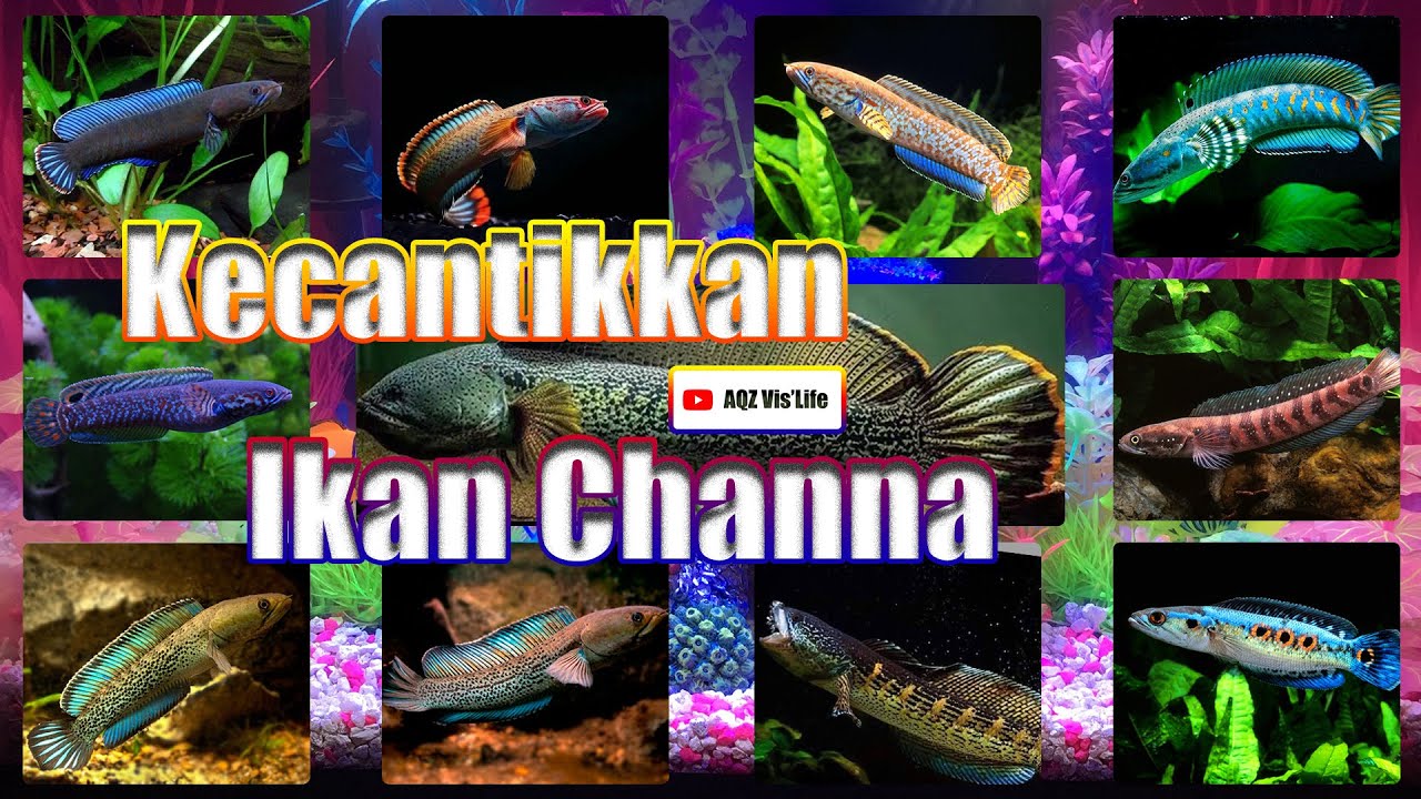 Snakehead Fish Species/ Ikan Channa - YouTube