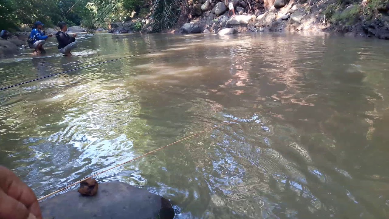 Mancing ikan Nilem/Melem - YouTube