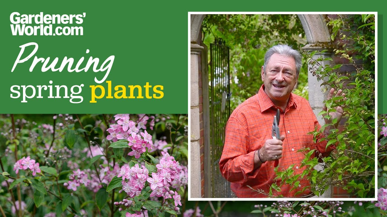 How to prune spring-flowering plants | Alan's guide to pruning deutzia ...