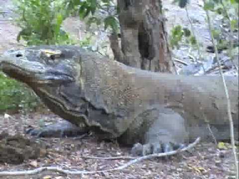 Travel With Anjaly | Angry Komodo dragon - YouTube