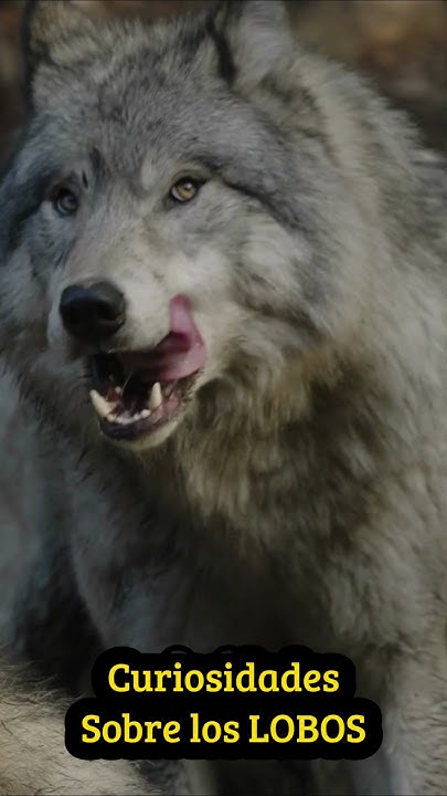 Datos Curiosos sobre los LOBOS #curiosidades #animales #lobo #fauna #salvajes #video #shorts ...