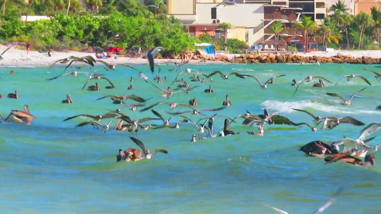 Bird Invasion; Lido Key Beach, Florida - YouTube