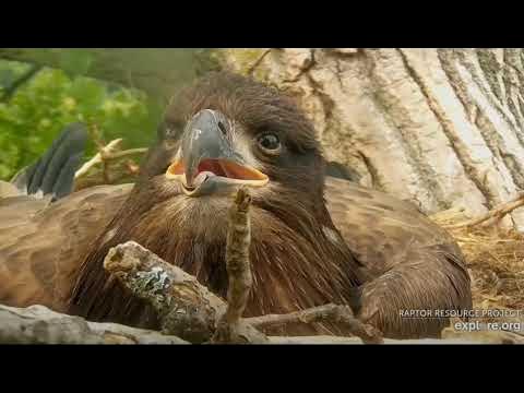Decorah Eagles 7-15-23, 2:30 pm DH2 tries to rest on N1, RWBB still ...